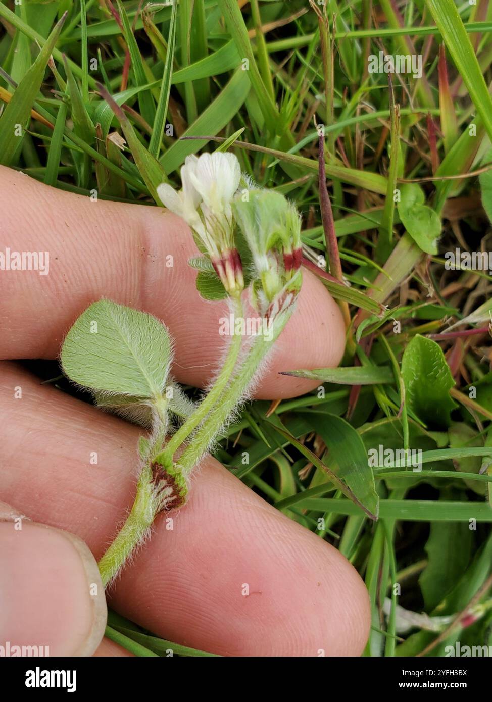 Subterranean Clover (Trifolium subterraneum Stock Photo - Alamy