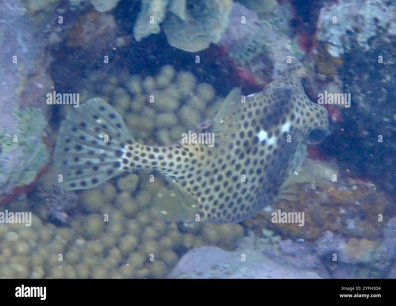 Spotted Trunkfish (Lactophrys bicaudalis Stock Photo - Alamy