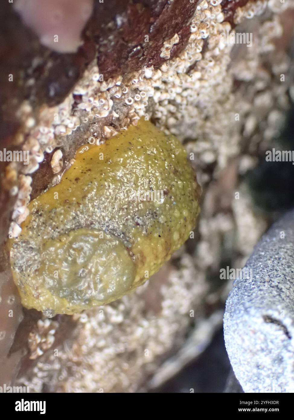 Monterey Dorid (Doris montereyensis Stock Photo - Alamy