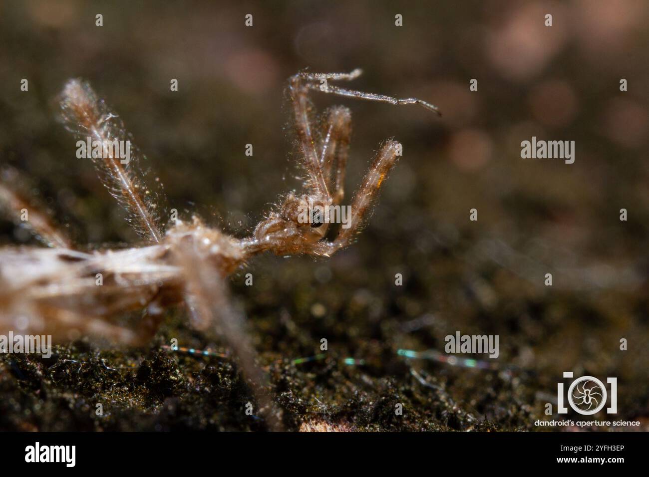 Spider Assassin Bugs (Stenolemus Stock Photo - Alamy