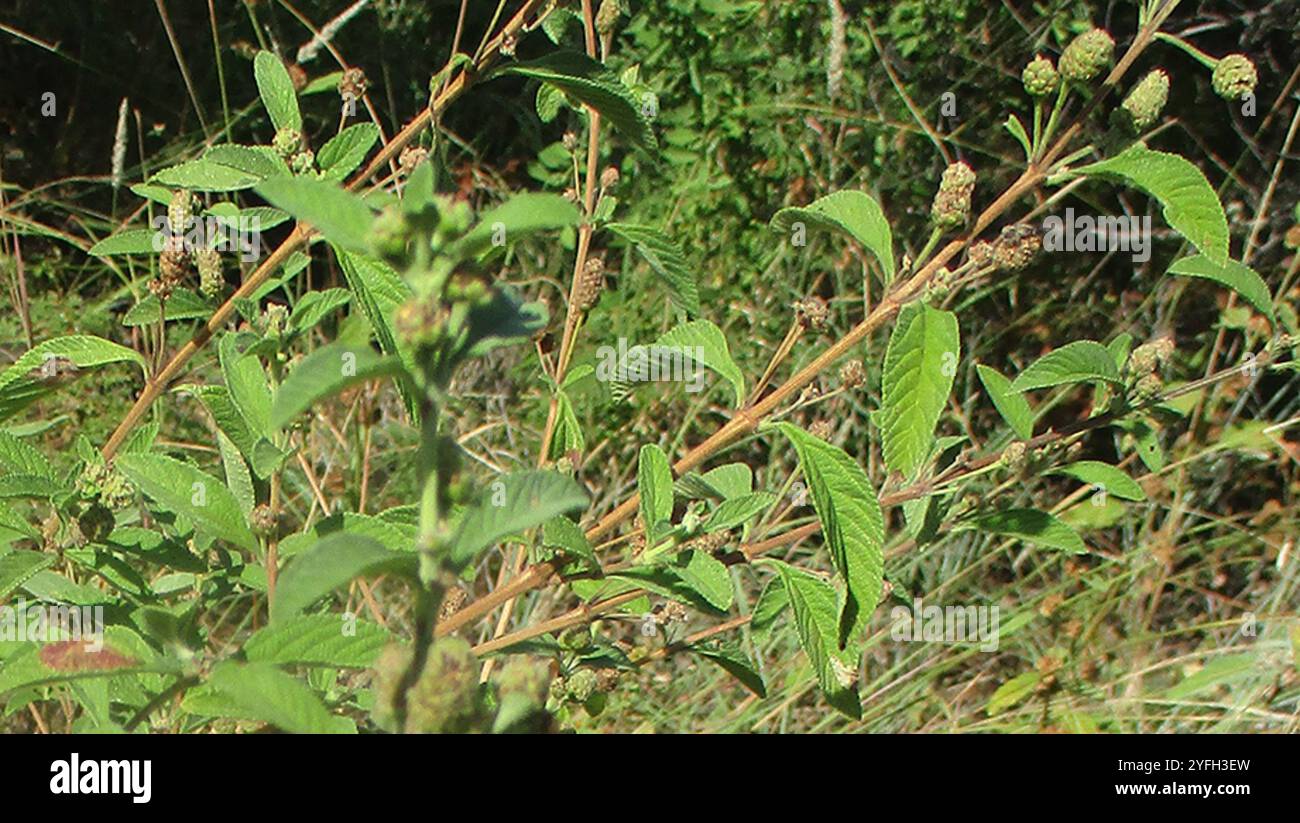 Fever Tea (Lippia javanica Stock Photo - Alamy