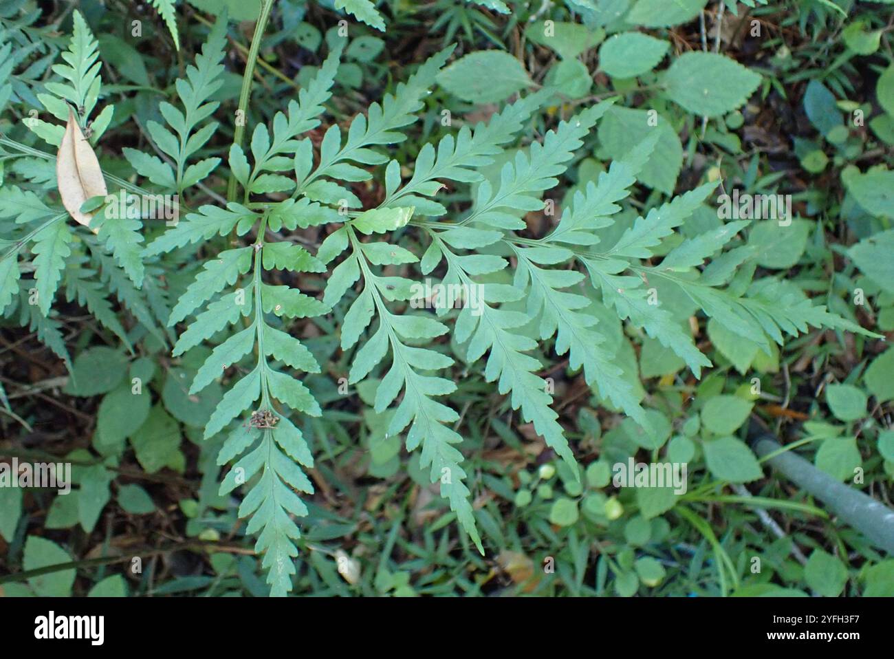 leatherleaf fern (Rumohra adiantiformis Stock Photo - Alamy