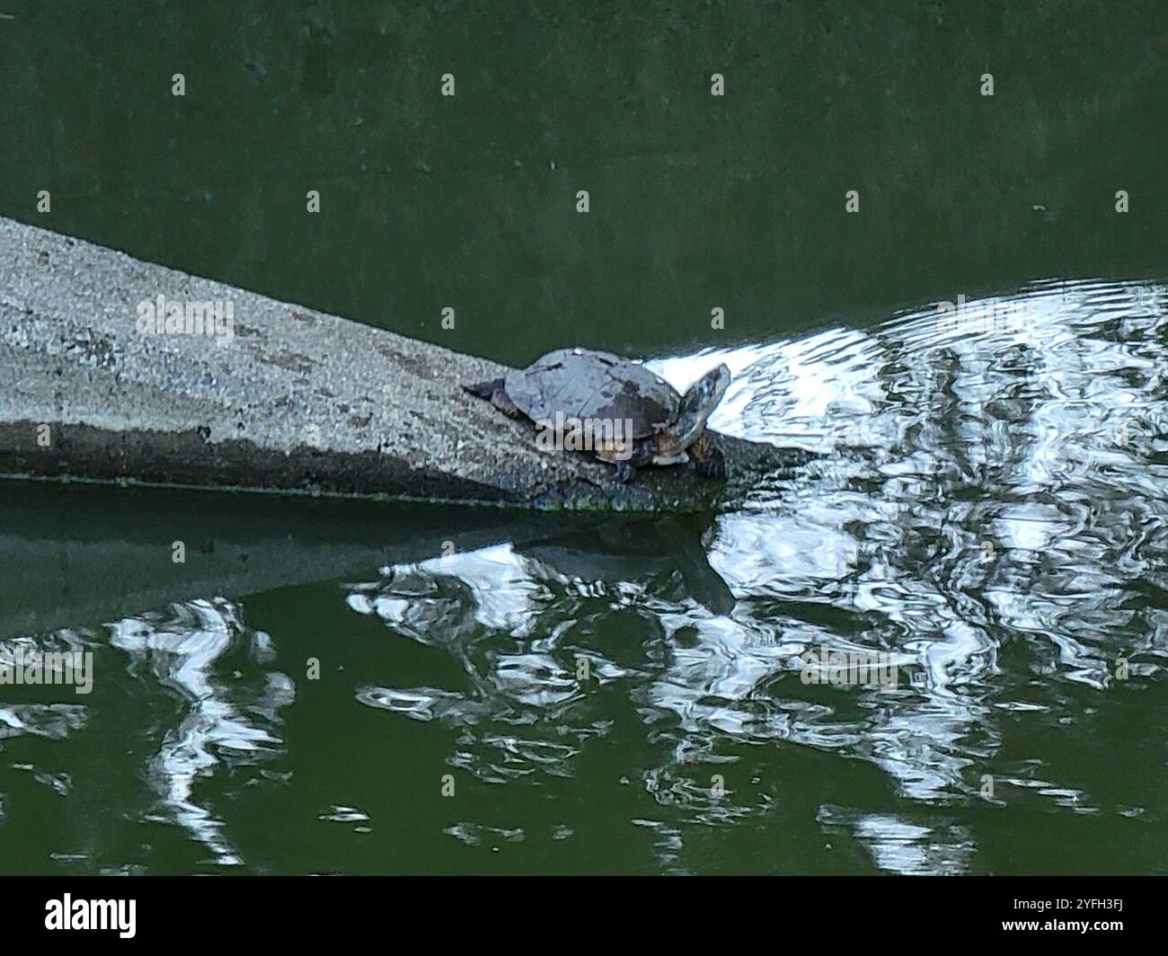 Western Pond Turtle (Actinemys marmorata Stock Photo - Alamy