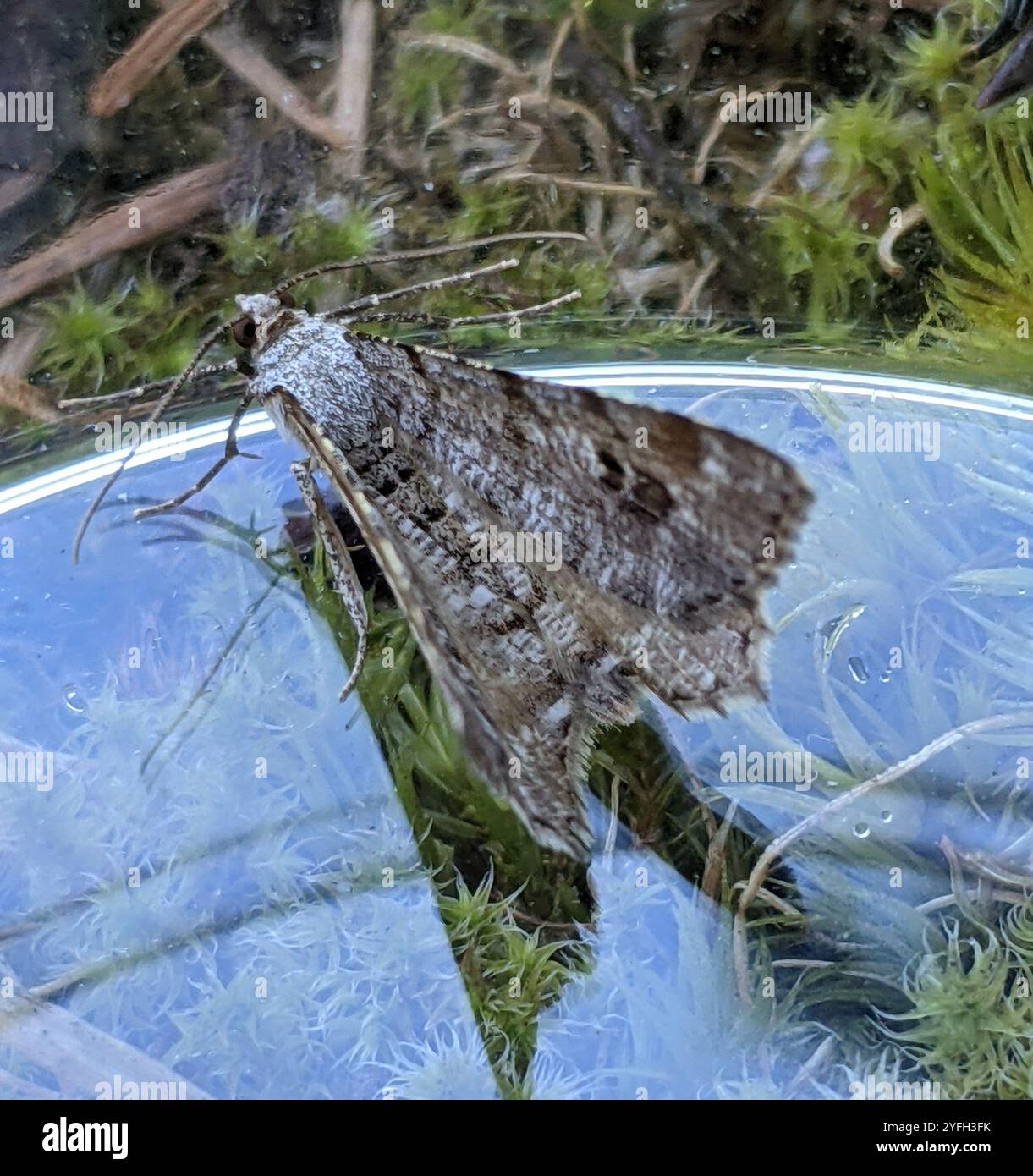 Pale-marked Angle (Macaria signaria Stock Photo - Alamy