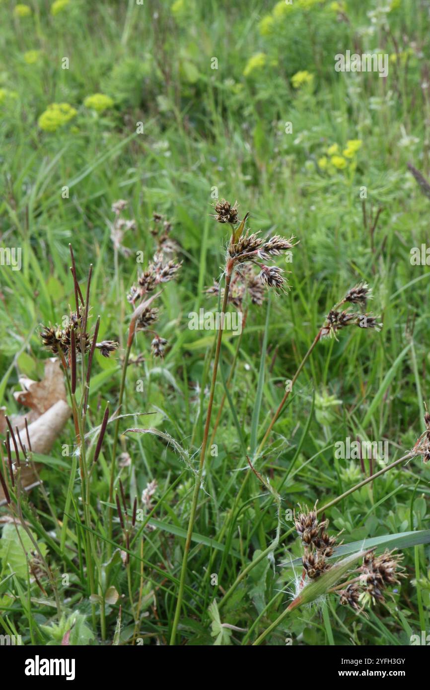 Field woodrush (Luzula campestris Stock Photo - Alamy