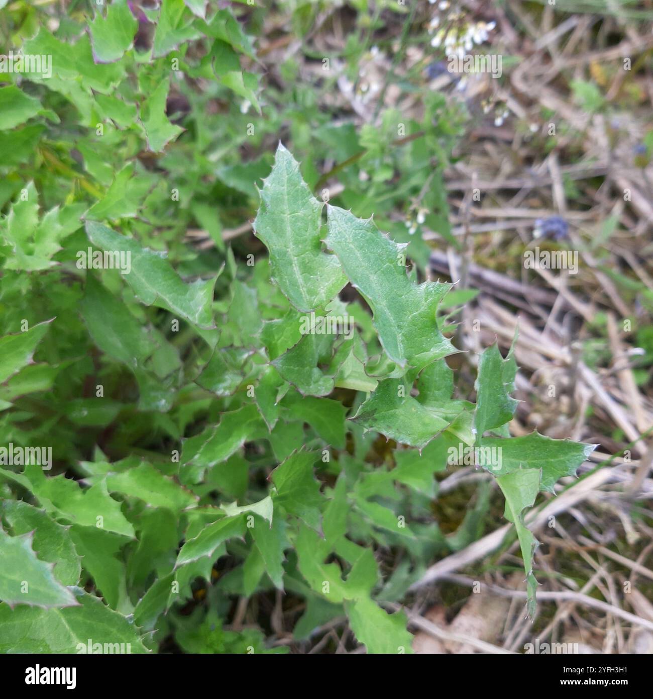 Common Sow-thistle (Sonchus oleraceus Stock Photo - Alamy
