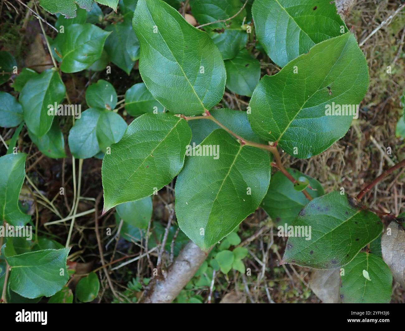 salal (Gaultheria shallon Stock Photo - Alamy