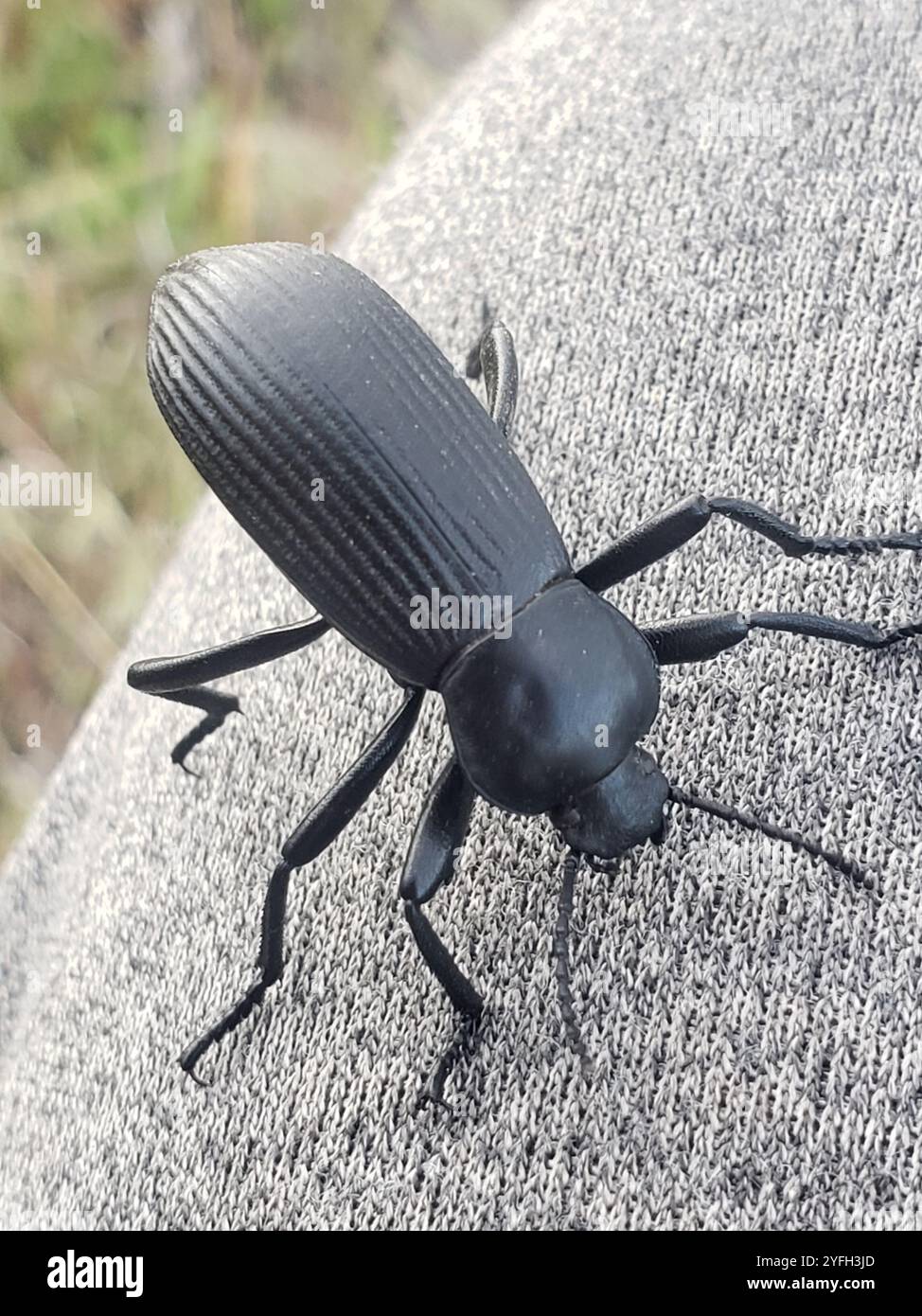 Obscure Darkling Beetle (Eleodes obscura Stock Photo - Alamy