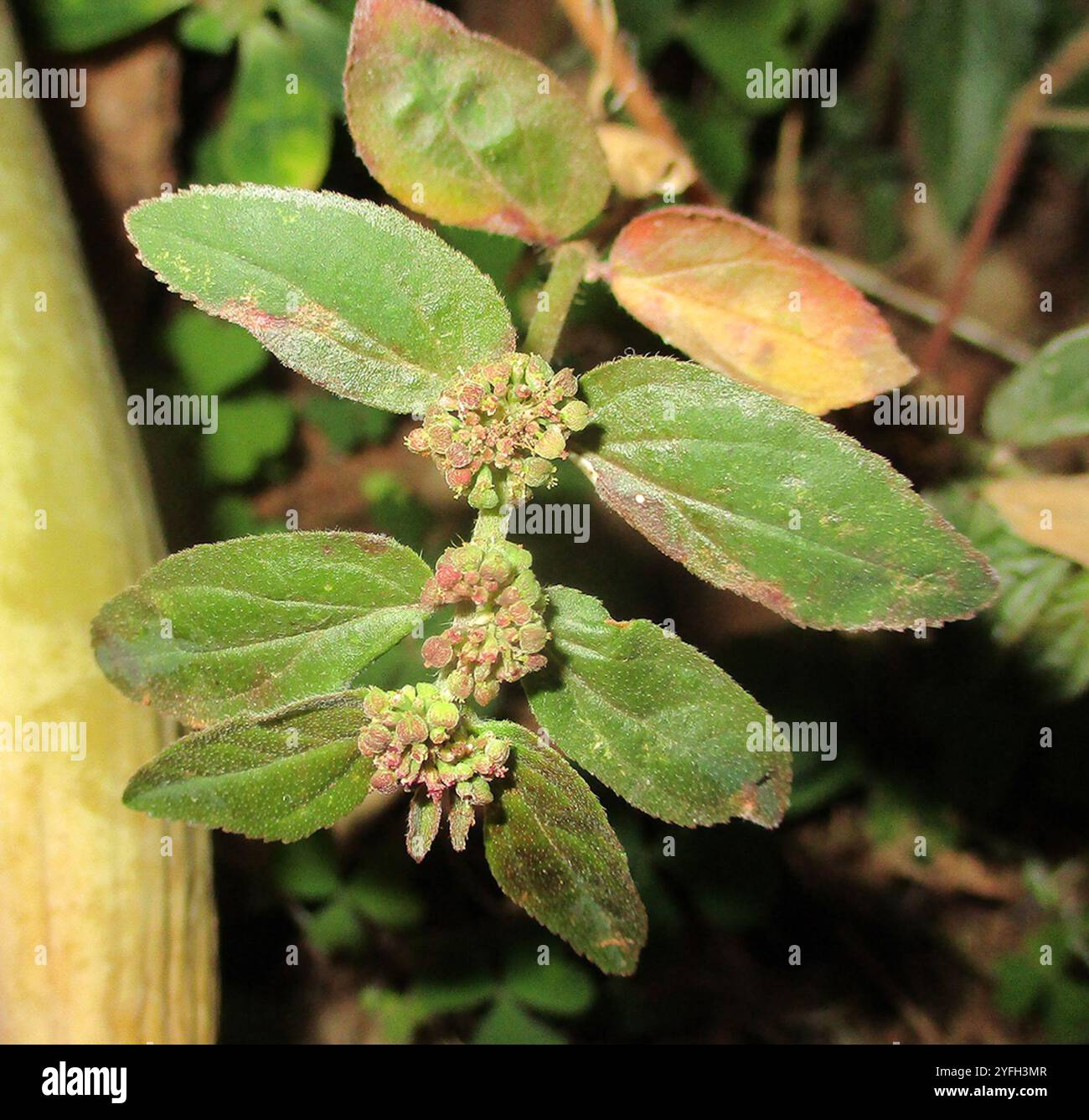 Asthma plant (Euphorbia hirta Stock Photo - Alamy