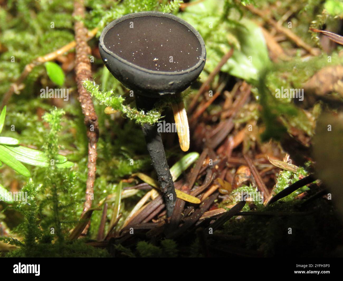 Plectania hi-res stock photography and images - Alamy
