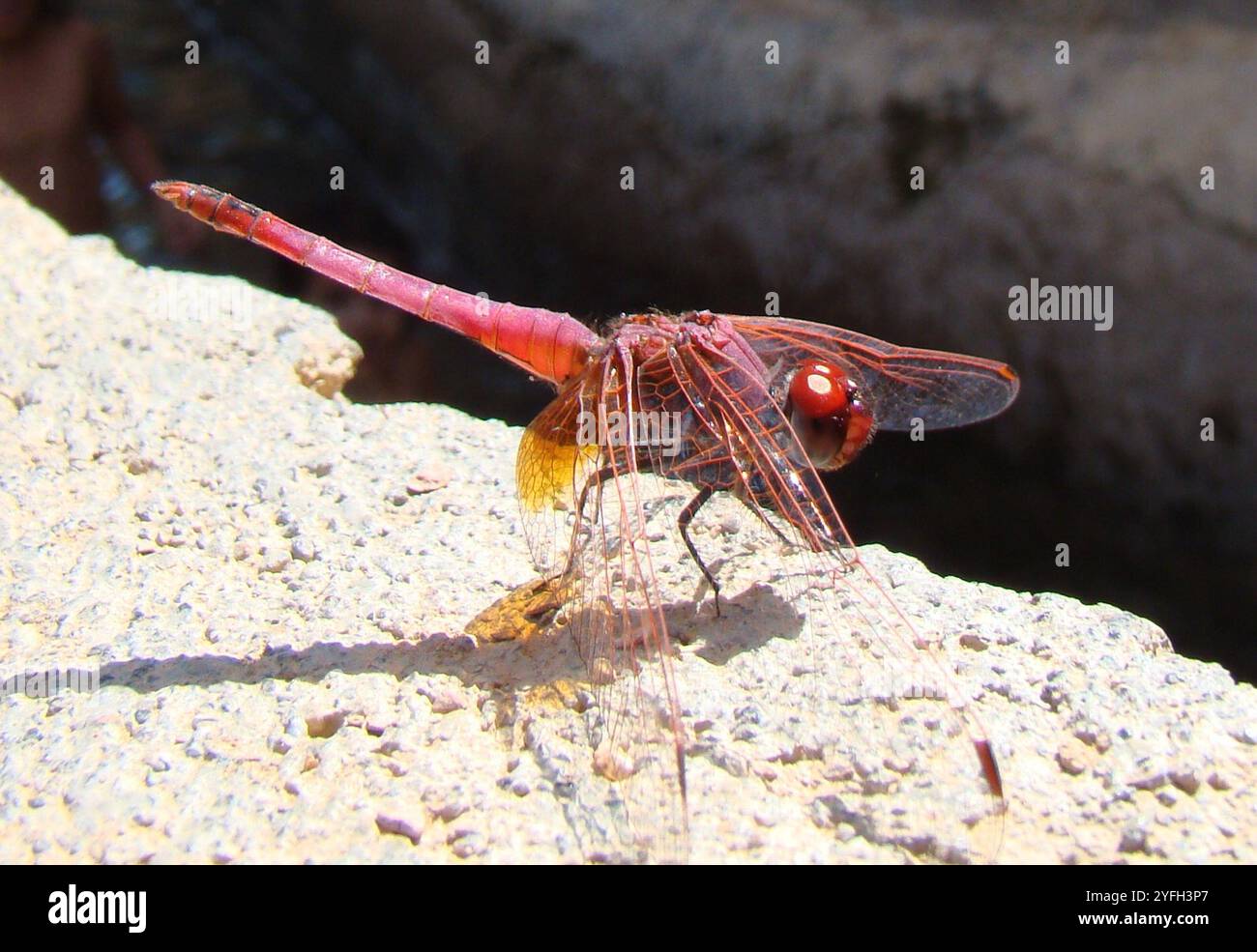 Violet Dropwing (Trithemis annulata Stock Photo - Alamy