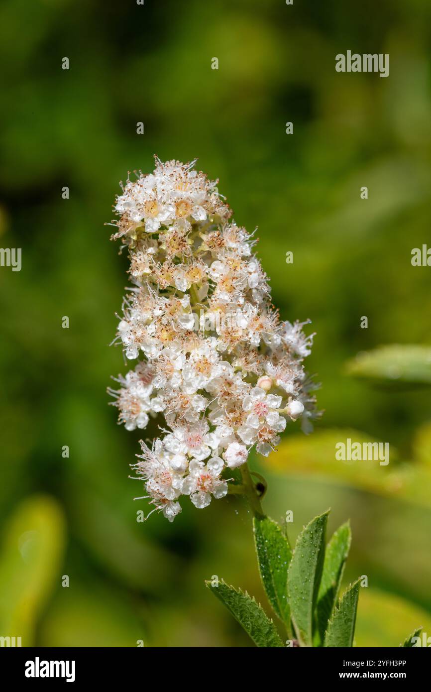 Close up of white meadowsweet (spiraea alba) flowers in bloom Stock ...