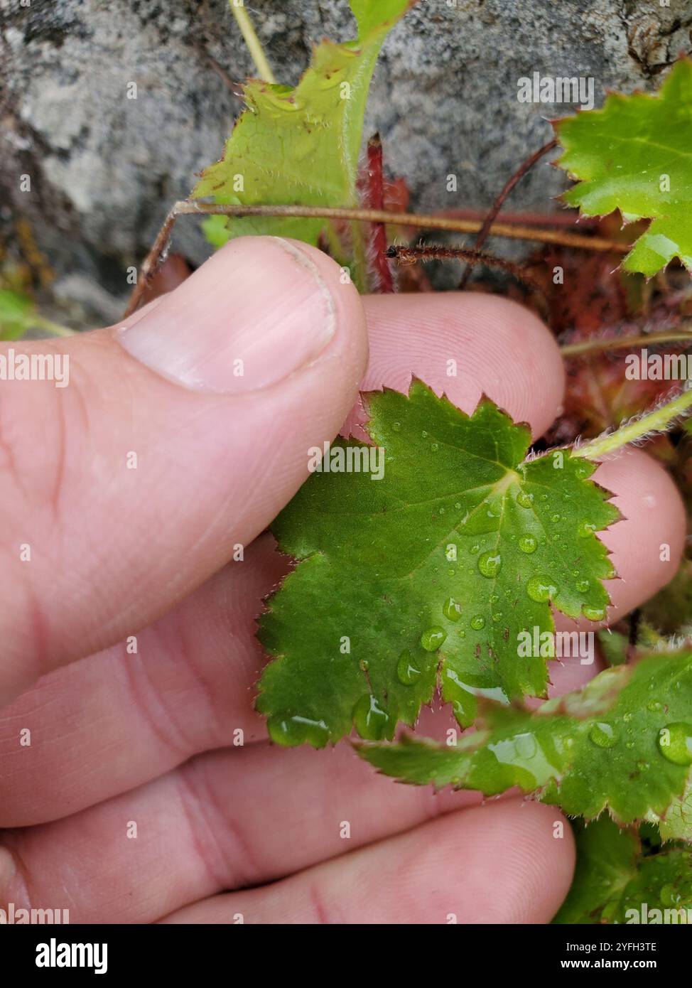 crevice alumroot (Heuchera micrantha Stock Photo - Alamy