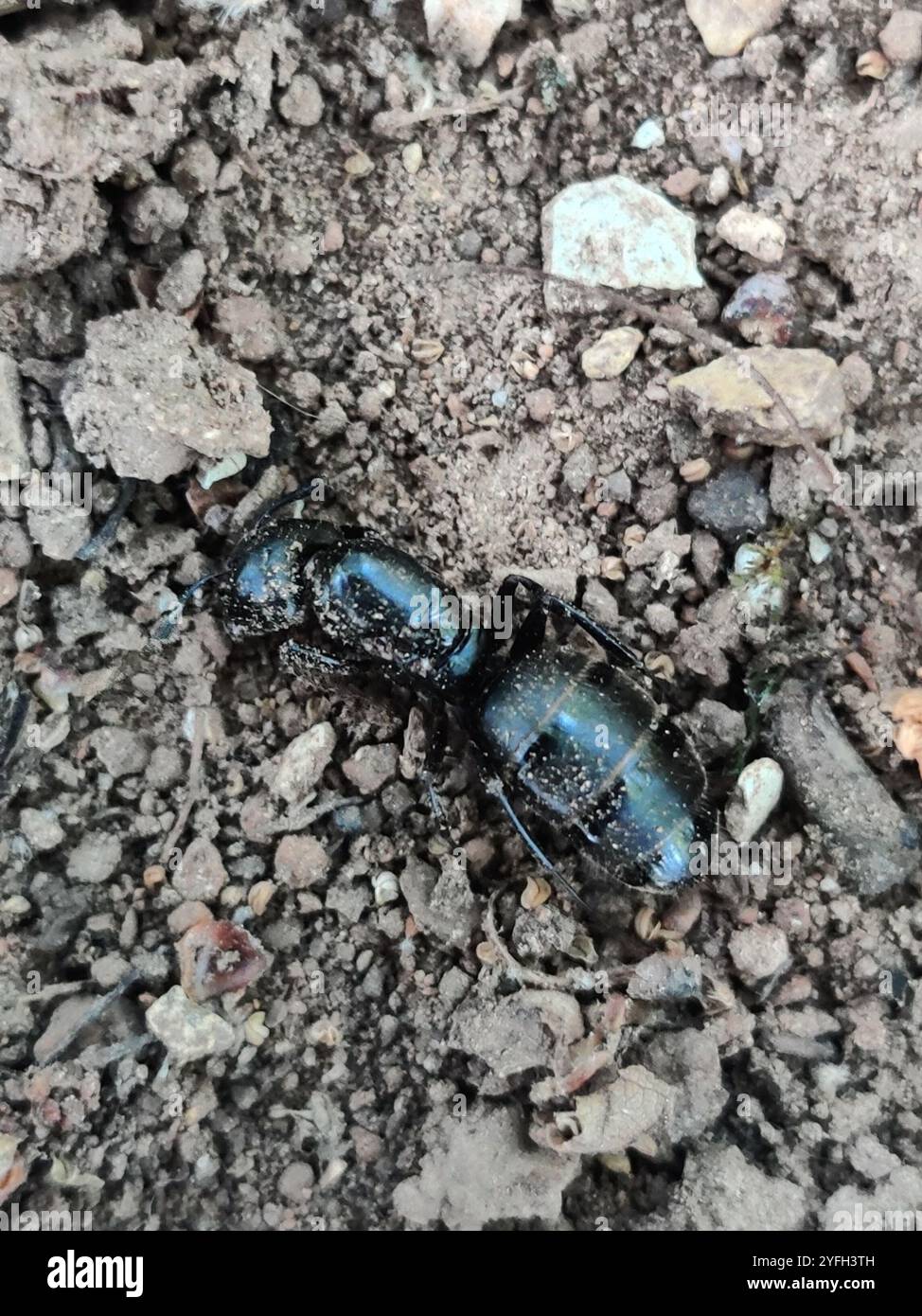 Eastern Black Carpenter Ant (Camponotus pennsylvanicus Stock Photo - Alamy