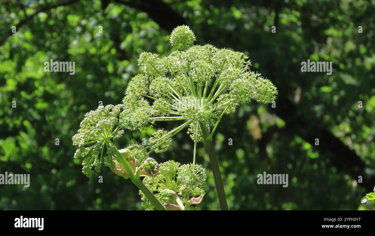 purple-stemmed angelica (Angelica atropurpurea Stock Photo - Alamy