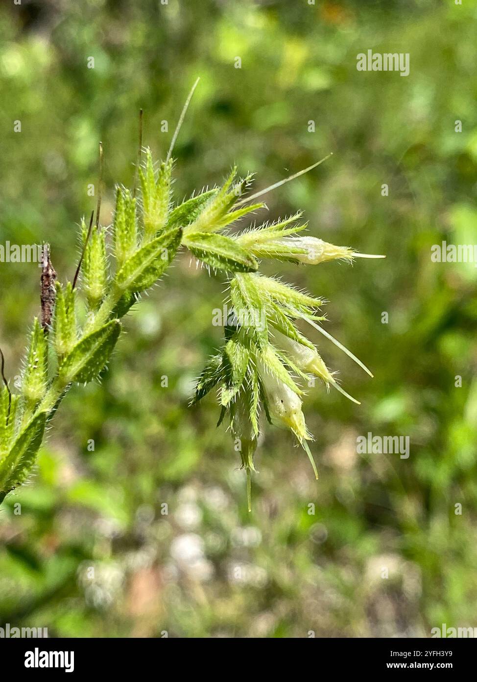 Marbleseed hi-res stock photography and images - Alamy