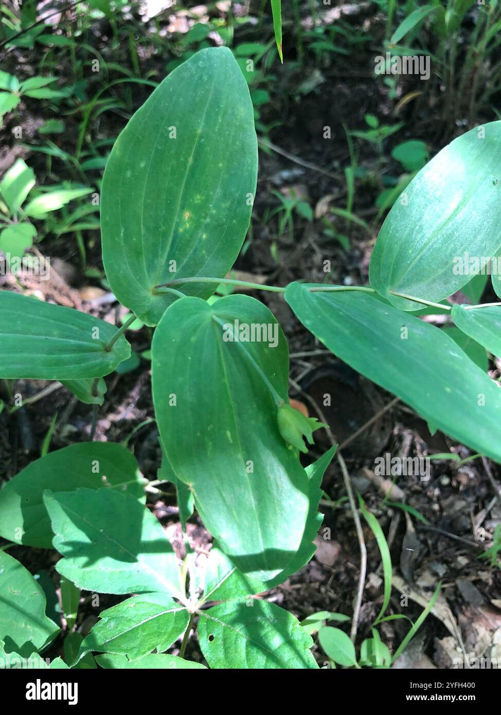 perfoliate bellwort (Uvularia perfoliata Stock Photo - Alamy