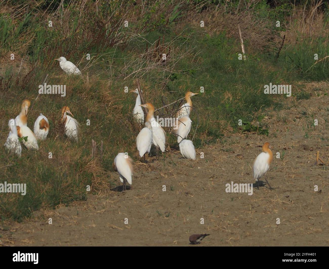 Eastern Cattle Egret (Bubulcus coromandus Stock Photo - Alamy