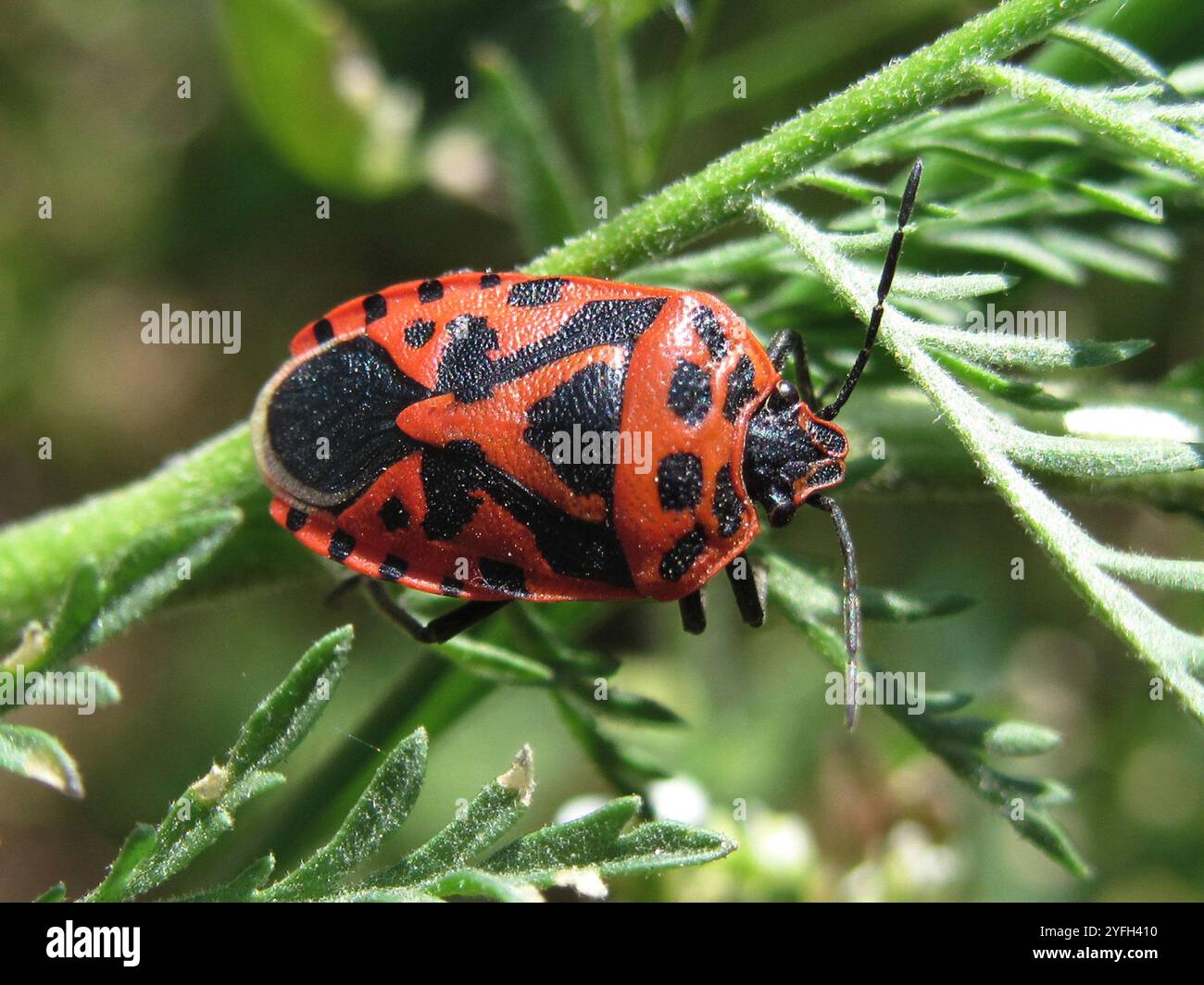 cruciferous bug (Eurydema ventralis Stock Photo - Alamy