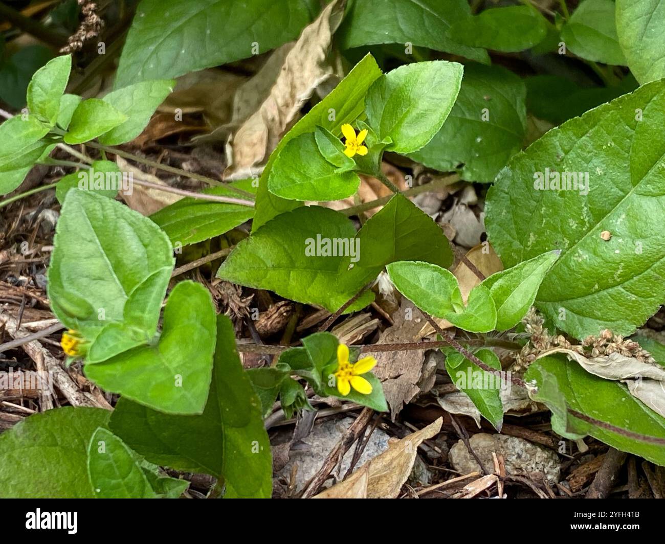 straggler daisy (Calyptocarpus vialis Stock Photo - Alamy