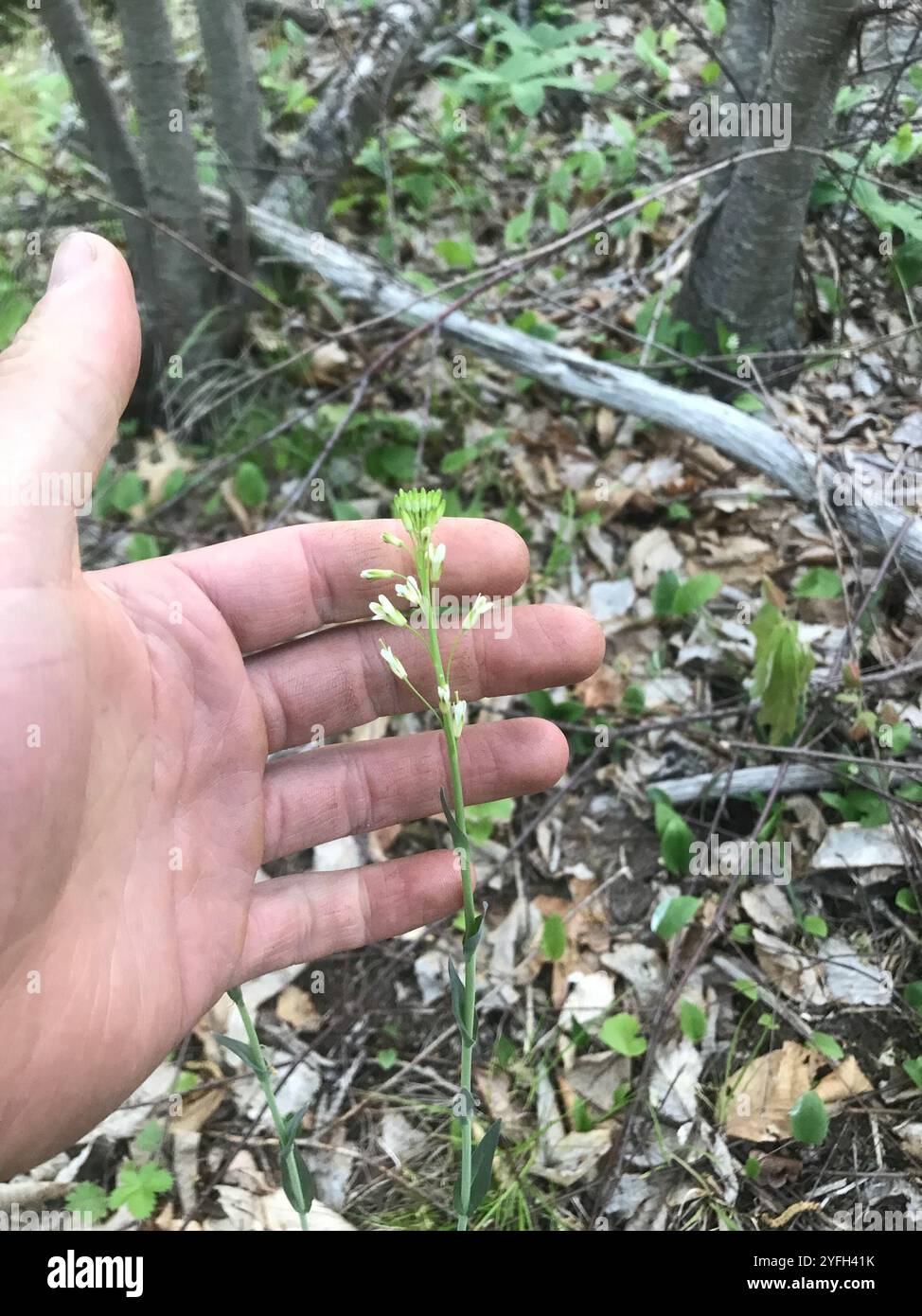 Tower Mustard (Turritis glabra Stock Photo - Alamy