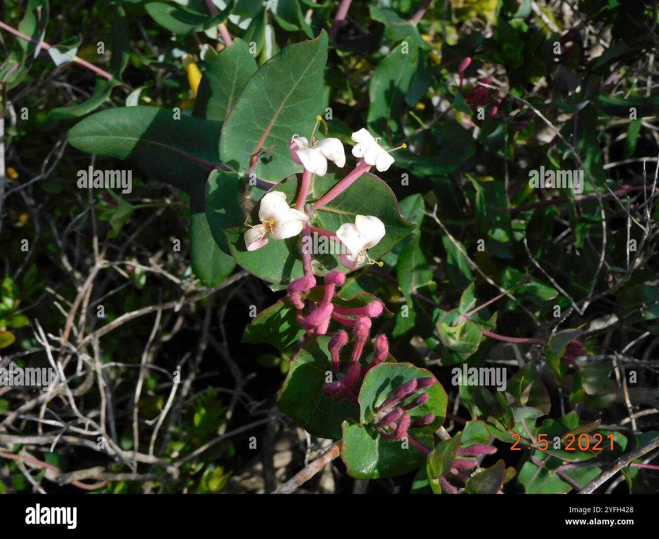Mediterranean Honeysuckle (Lonicera implexa Stock Photo - Alamy