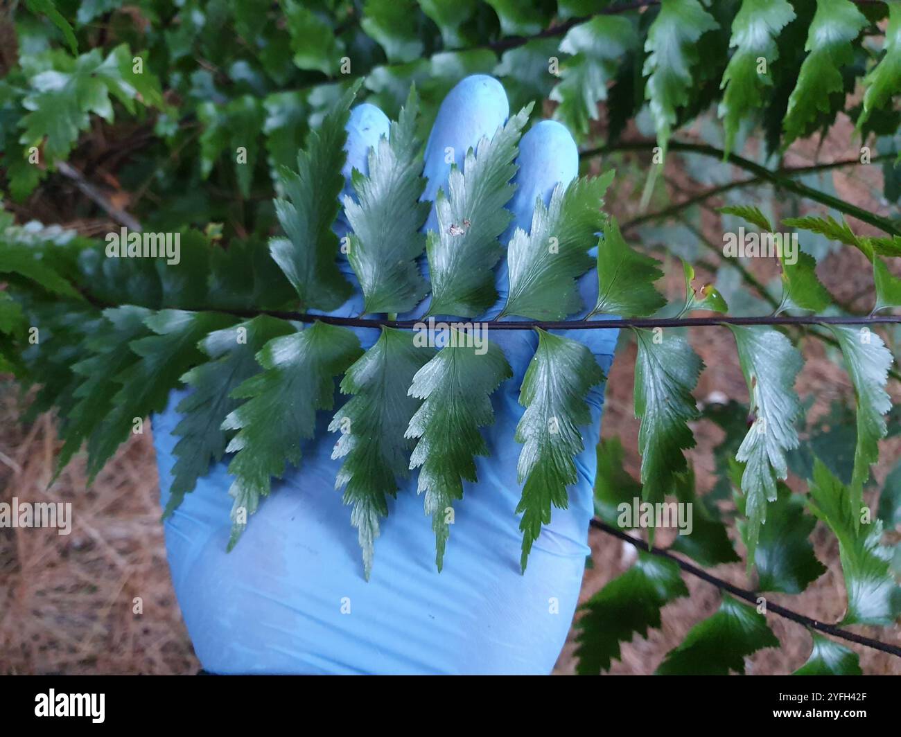 Mare's Tail Fern (Asplenium polyodon Stock Photo - Alamy