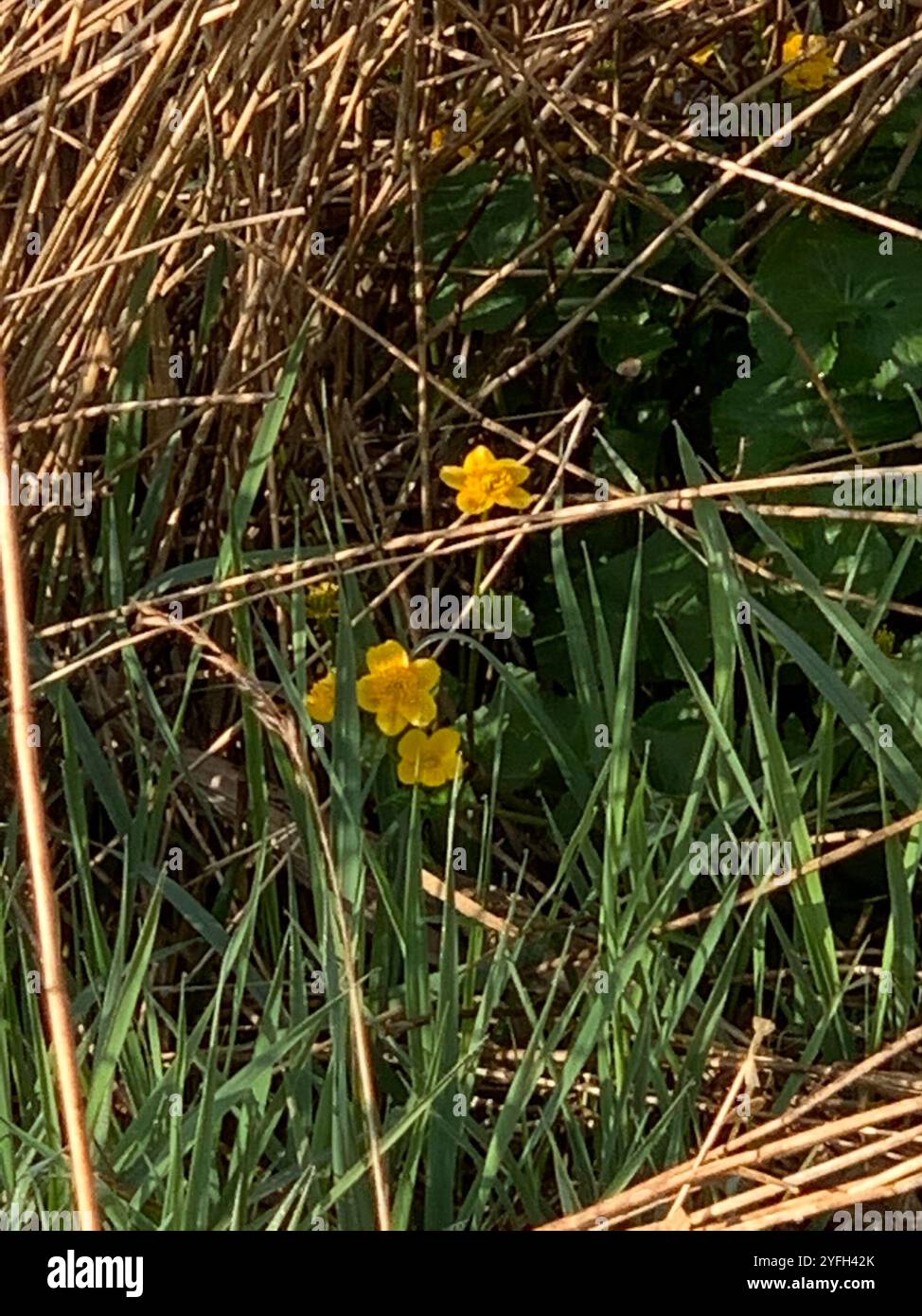 marsh marigold (Caltha palustris Stock Photo - Alamy
