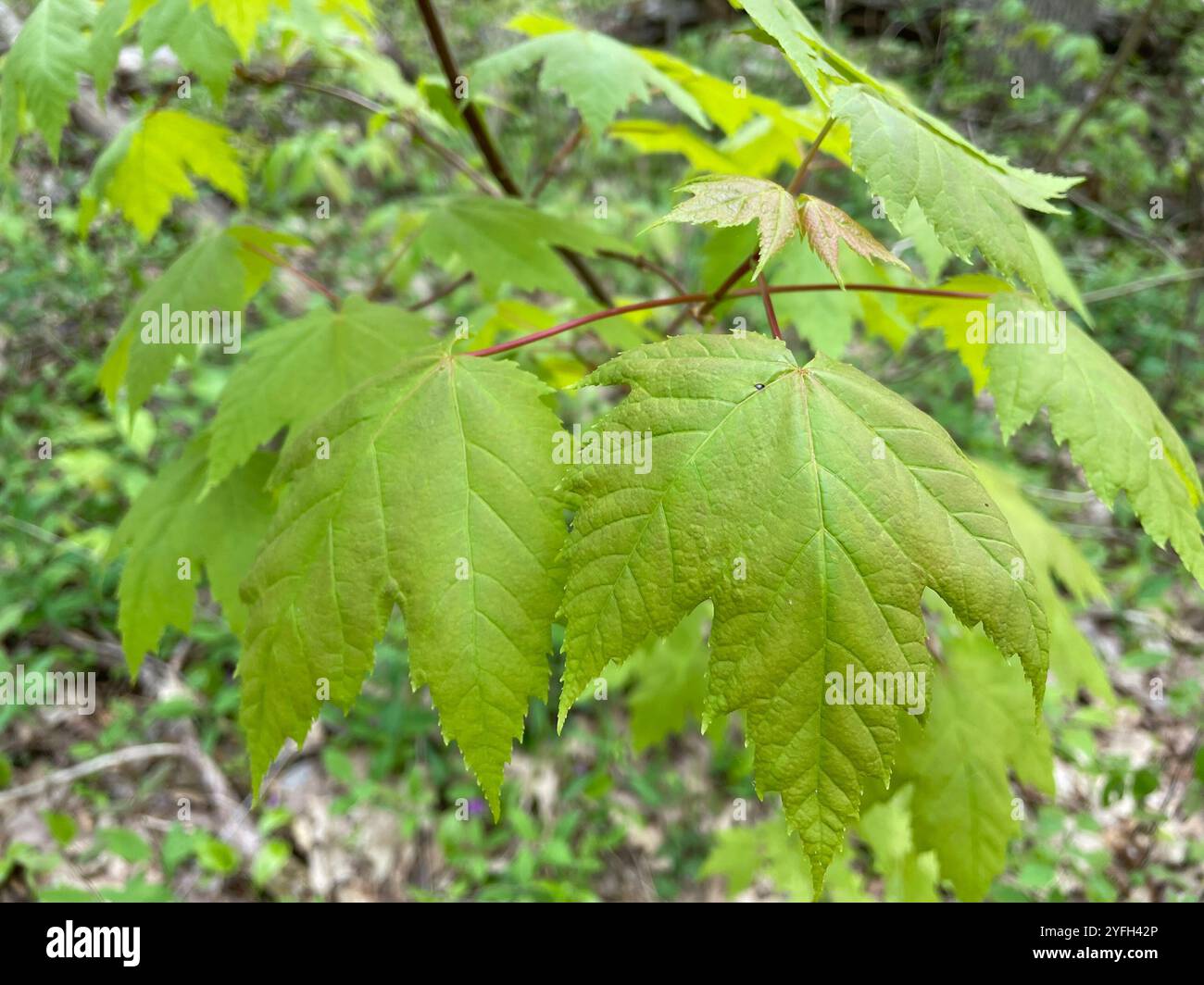red maple (Acer rubrum Stock Photo - Alamy