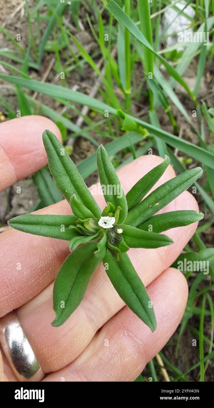 corn gromwell (Buglossoides arvensis Stock Photo - Alamy