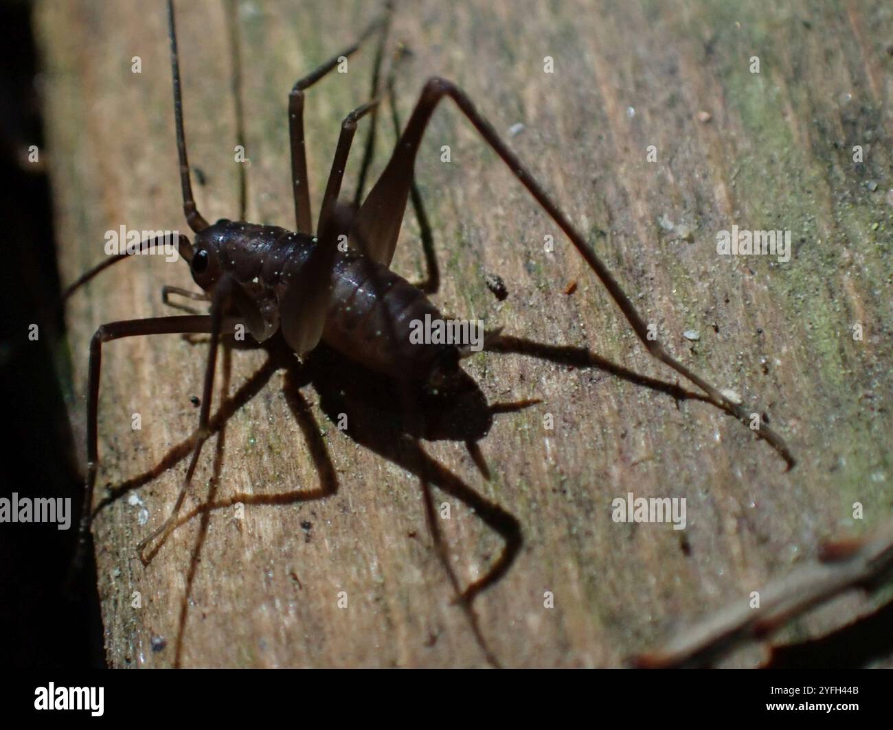 Square-legged Camel Cricket (Tropidischia xanthostoma Stock Photo - Alamy