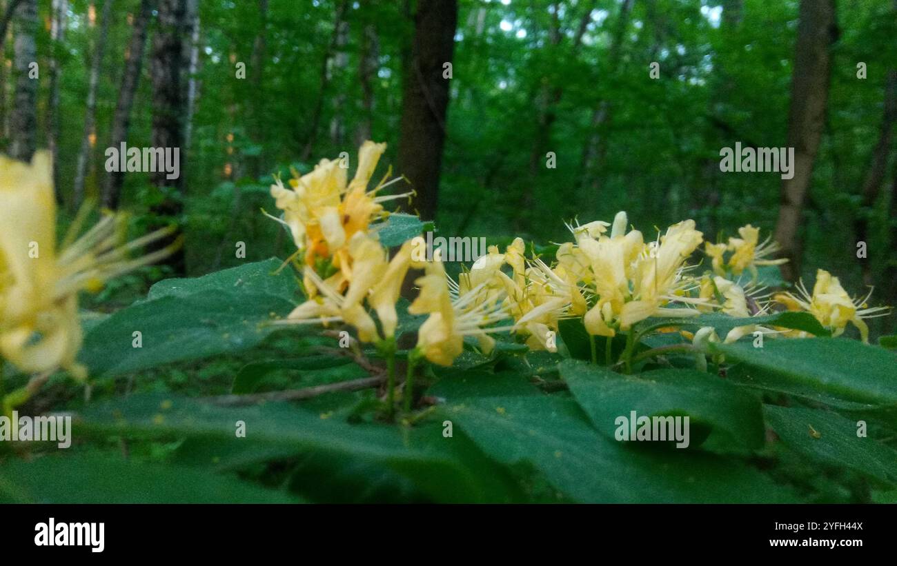 Fly Honeysuckle (Lonicera xylosteum Stock Photo - Alamy