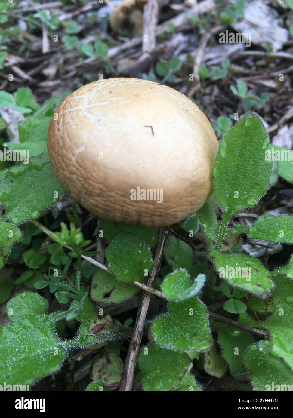 Common Fieldcap (Agrocybe pediades Stock Photo - Alamy