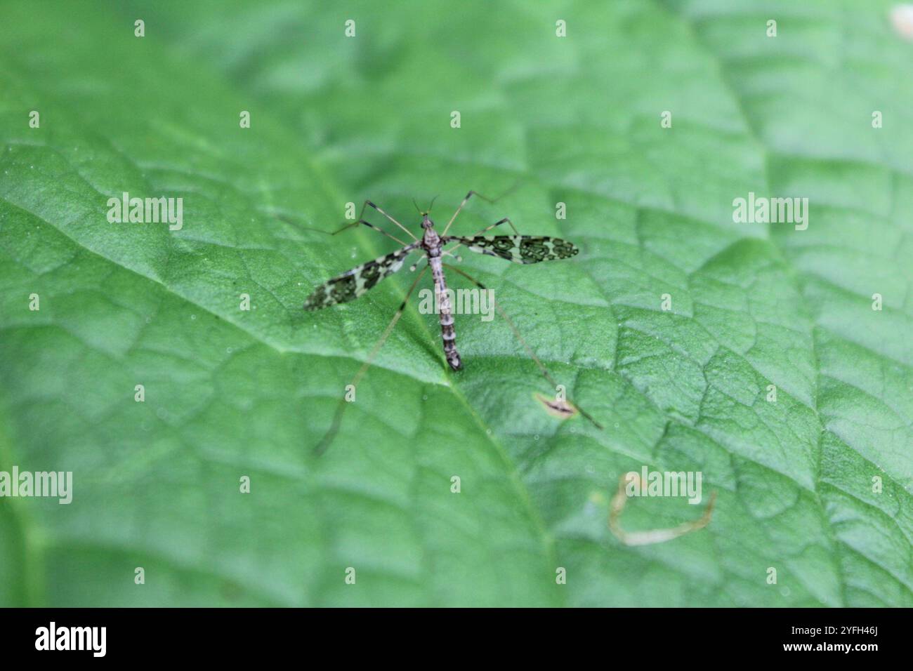 Band-winged Crane Fly (Epiphragma fasciapenne Stock Photo - Alamy