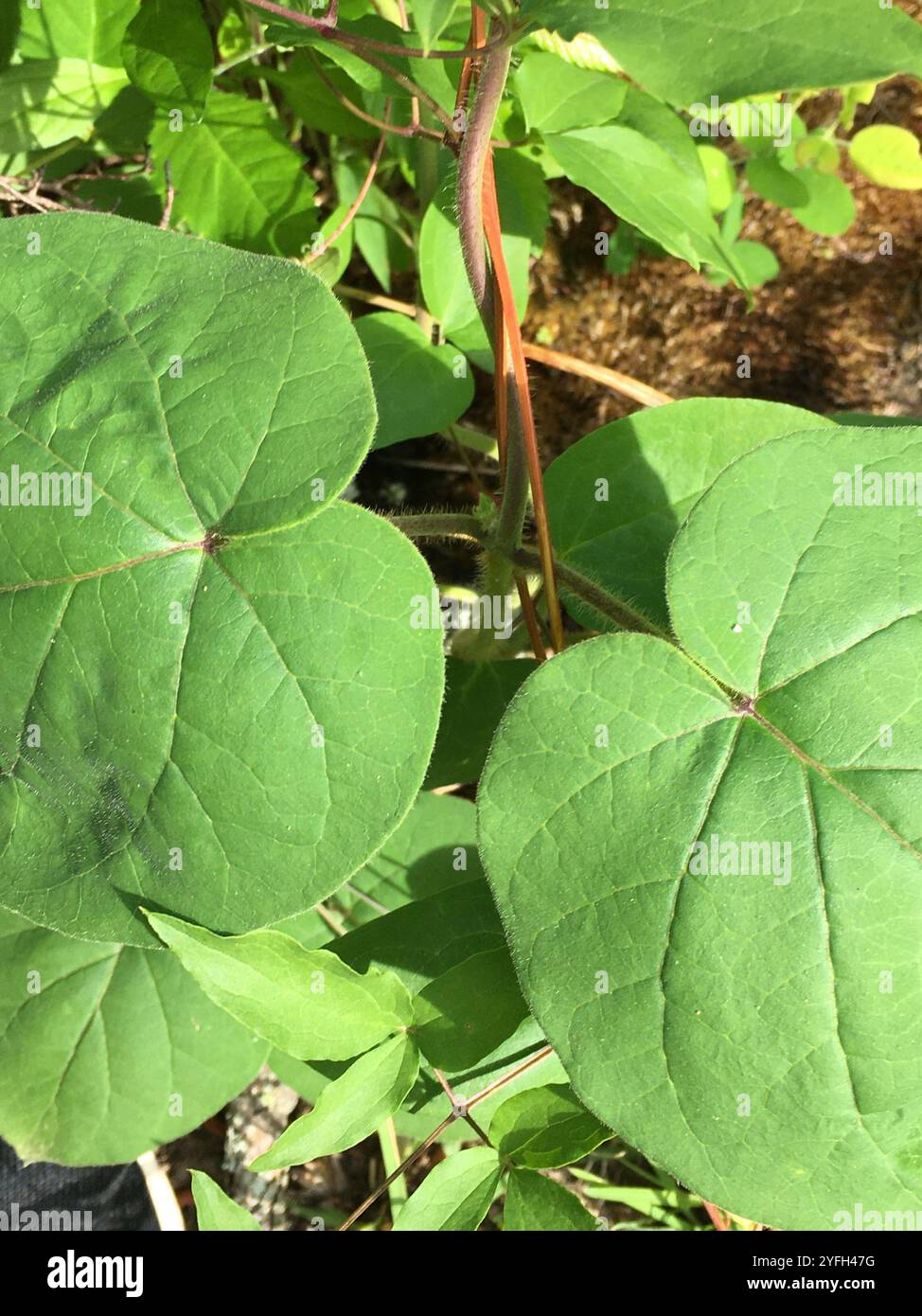Matelea carolinensis hi-res stock photography and images - Alamy