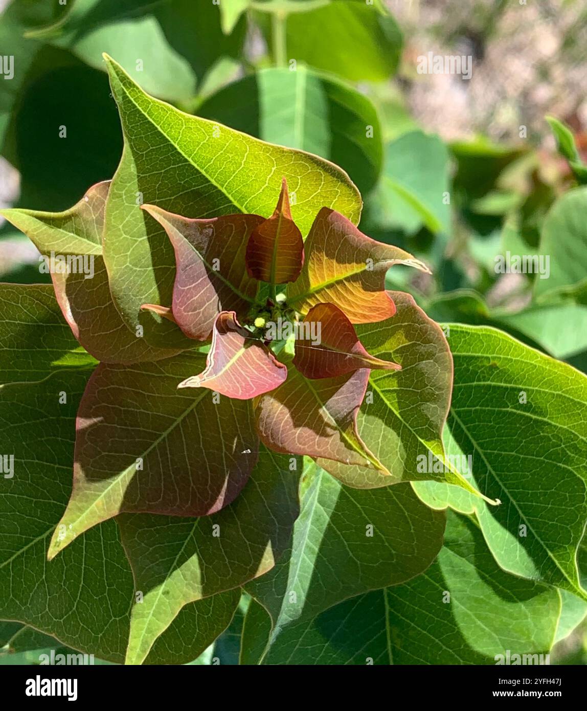 Chinese Tallow (Triadica sebifera Stock Photo - Alamy