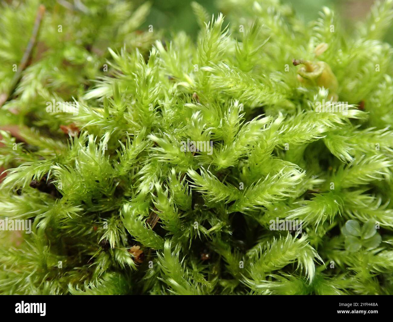 Whitish Feather-moss (Brachythecium albicans Stock Photo - Alamy
