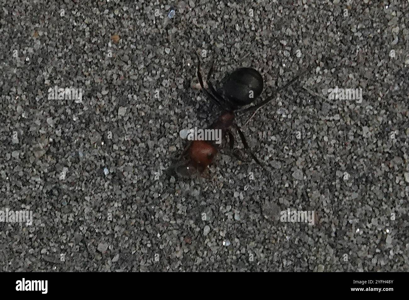 Western Thatching Ant (Formica obscuripes Stock Photo - Alamy