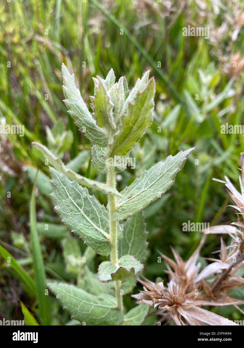 Rosy Camphorweed (Pluchea baccharis Stock Photo - Alamy
