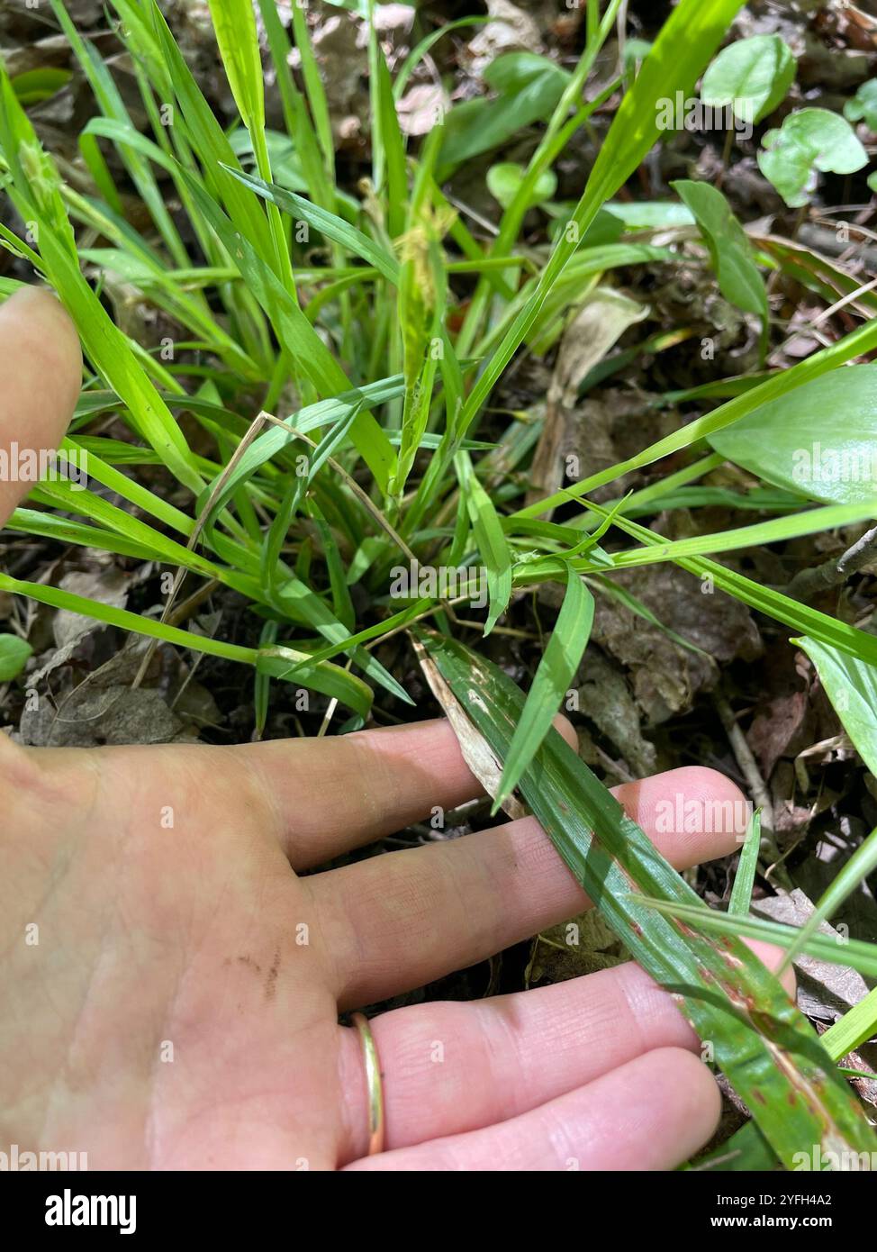 true sedges (Carex Stock Photo - Alamy
