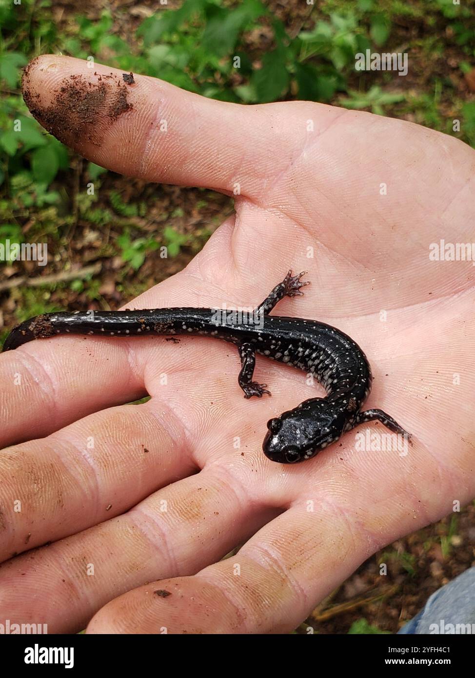 Western Slimy Salamander (Plethodon albagula Stock Photo - Alamy