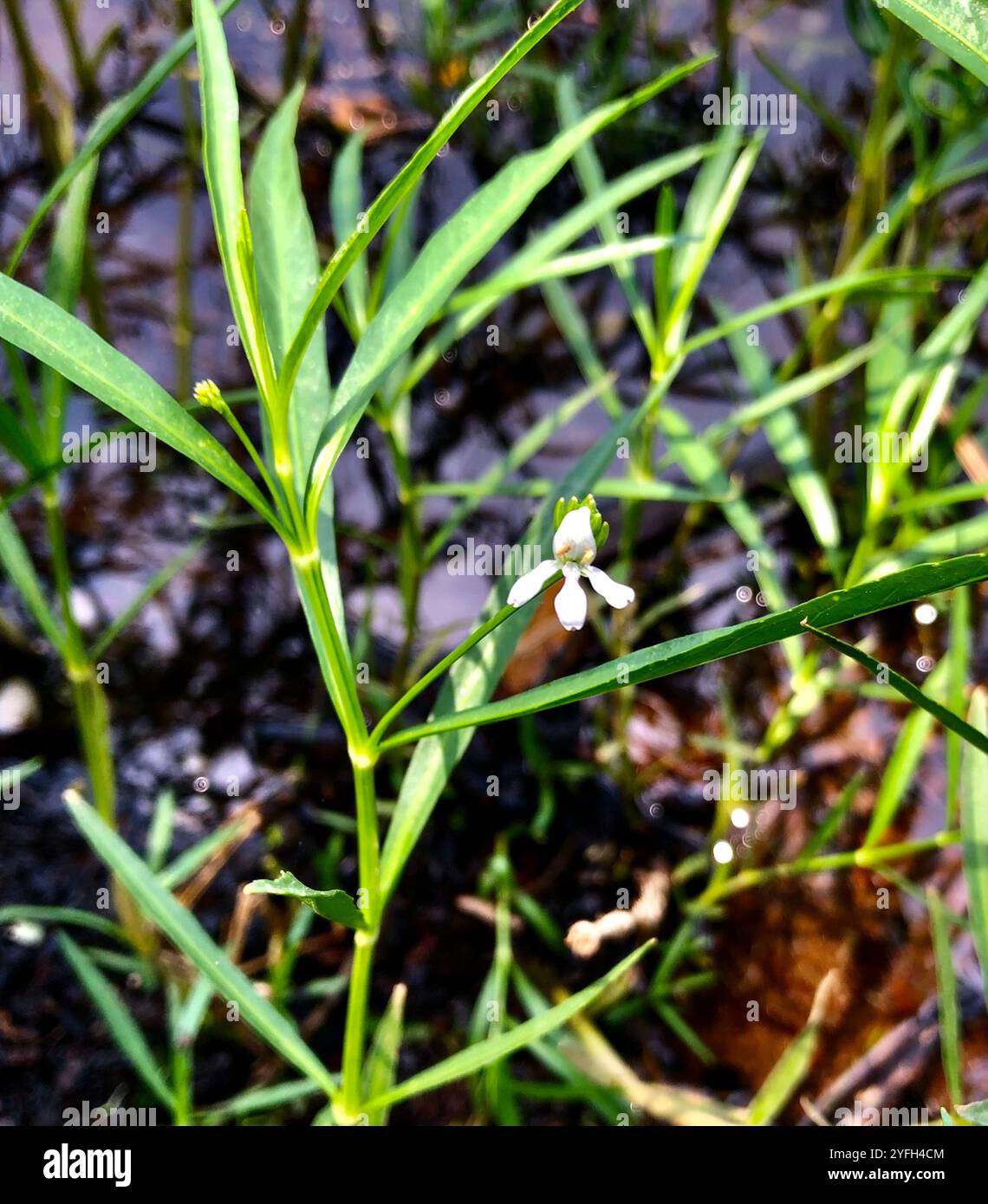 American water-willow (Justicia americana Stock Photo - Alamy