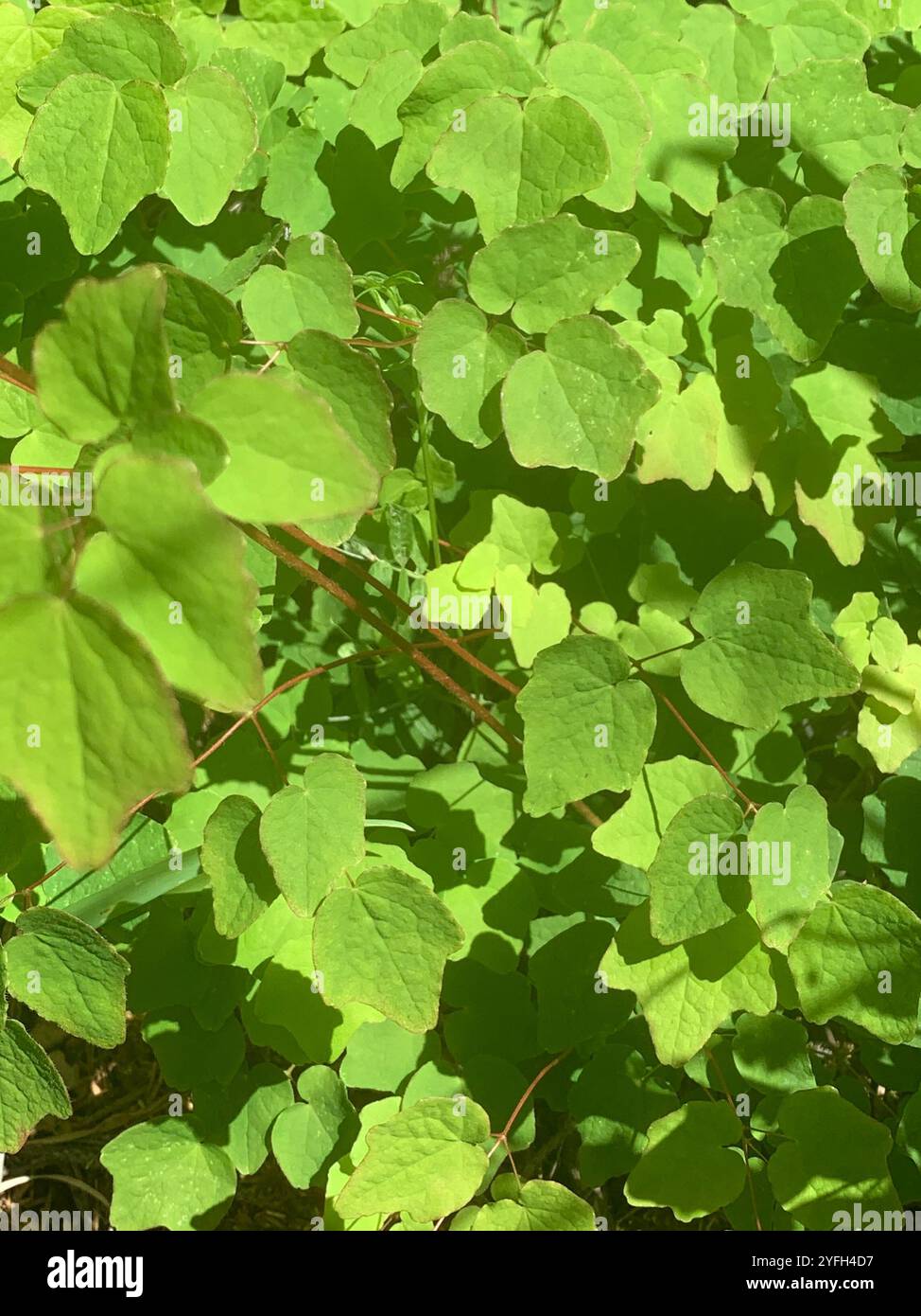 White Inside-out Flower (Vancouveria hexandra Stock Photo - Alamy