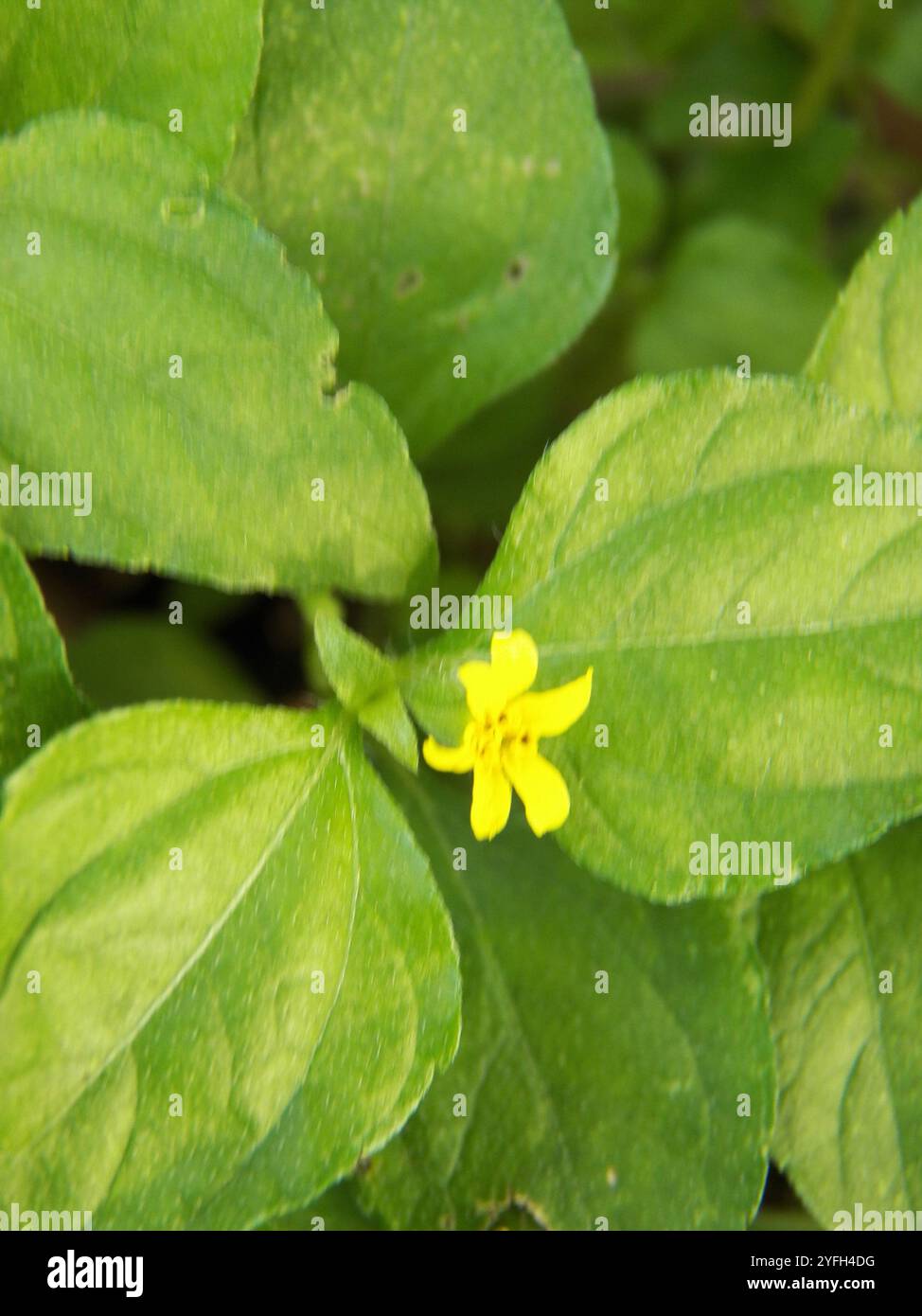 straggler daisy (Calyptocarpus vialis Stock Photo - Alamy