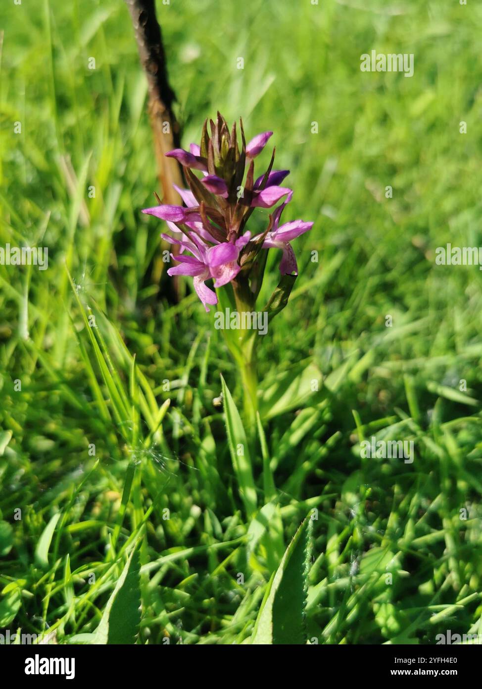 Early Marsh-orchid (Dactylorhiza incarnata Stock Photo - Alamy