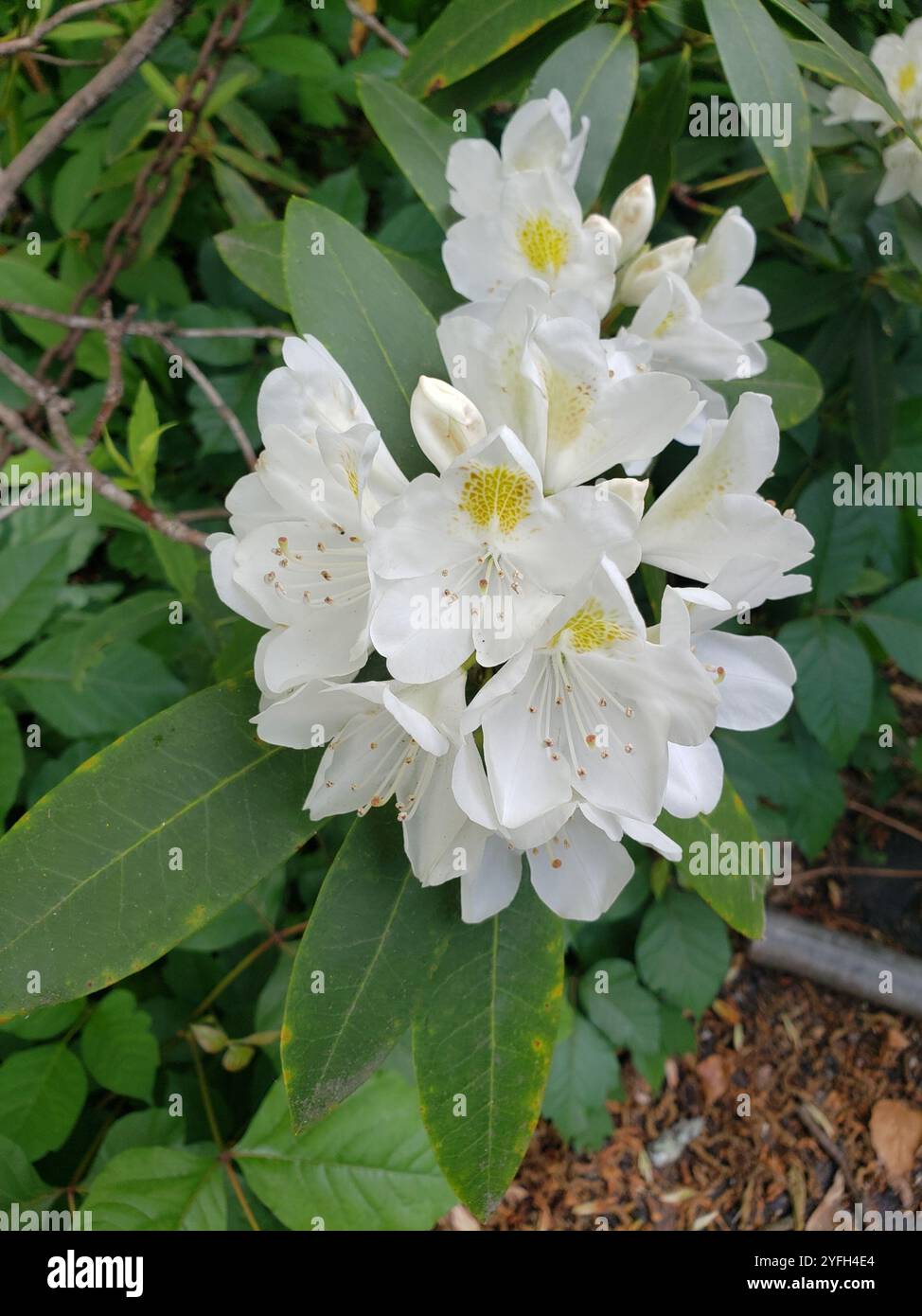 great rhododendron (Rhododendron maximum Stock Photo - Alamy