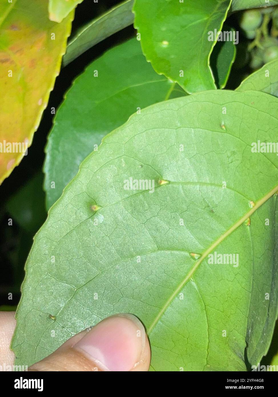Gall and Rust Mites (Eriophyidae Stock Photo - Alamy