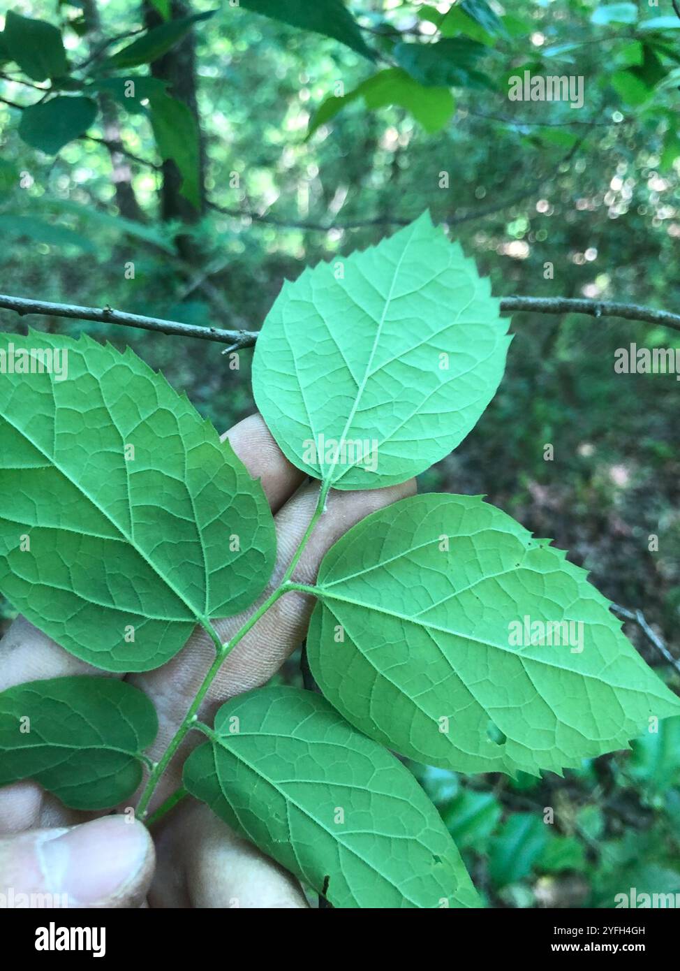 Dwarf Hackberry (Celtis tenuifolia Stock Photo - Alamy