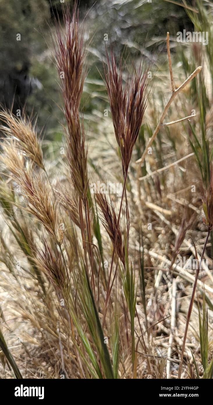 Red brome bromus rubens hi-res stock photography and images - Alamy