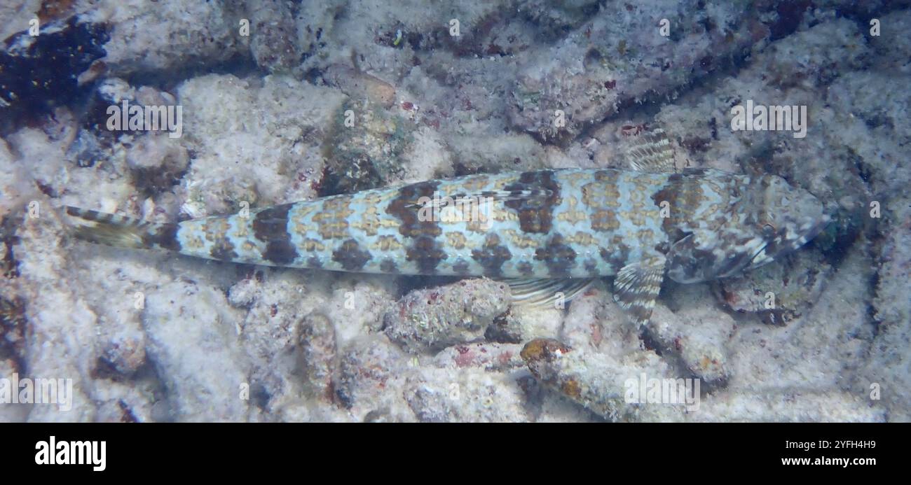 Sand Diver (Synodus intermedius Stock Photo - Alamy